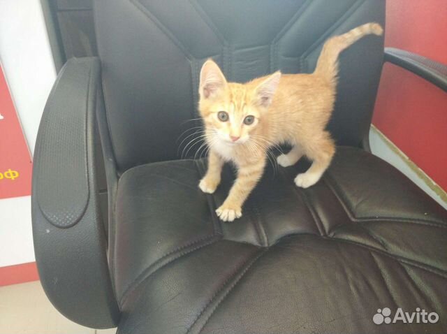 Рыжий котенок