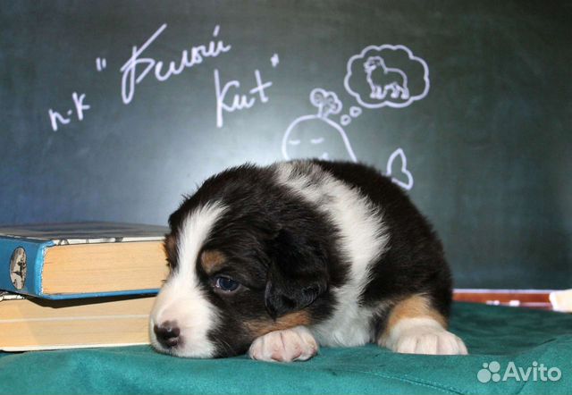 Австралийская овчарка, аусси