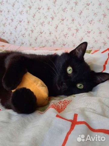 Черная красавица молодая кошка - в дар