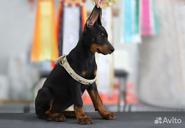 Щенки добермана РКФ