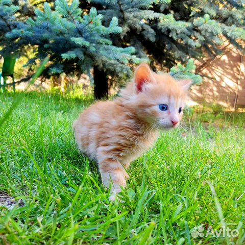 Пасхальные котятки в добрые руки