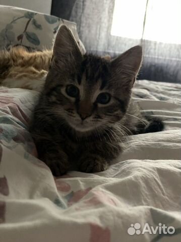 Котенок Мрамор