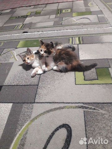 Котята в добрые руки бесплатно