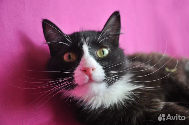 Кошечка Мелисса