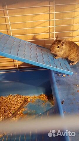 Чилийская белка дегу