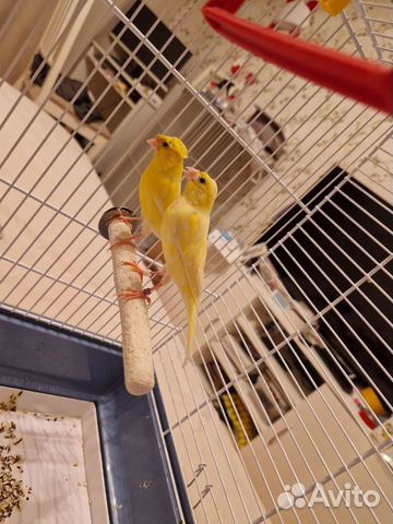 Пара русских канареек