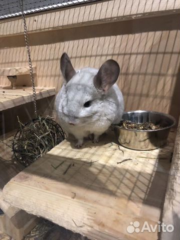 Шиншиллы с витриной
