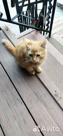 Рыжий котенок в добрые руки