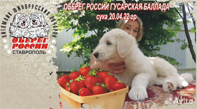 Юная прелестница, щенок Южнорусской овчарки