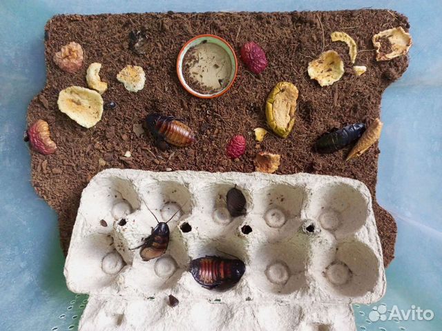 Мадагаскарские тараканы