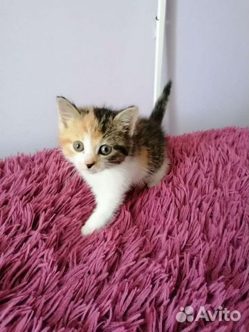 Котенок в дар