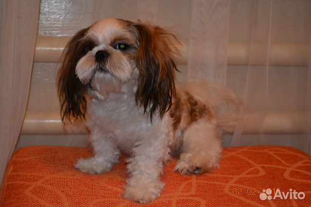 Шит-цу мальчик для вязки