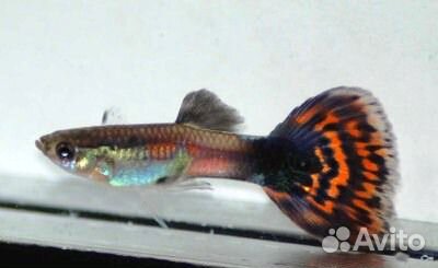 Продам рыбок гуппи