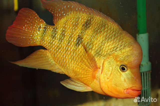 Продам цихлазому феста