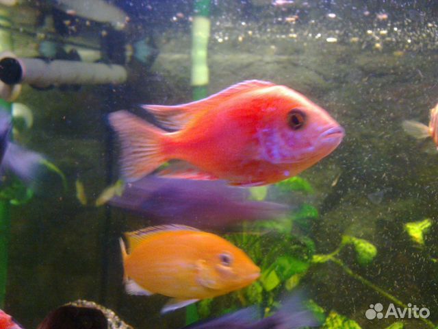 Орхидея ред