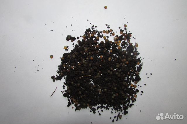 Коконы червя Дендробена Венета