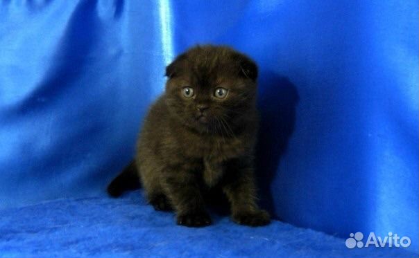 Вислоухие котята