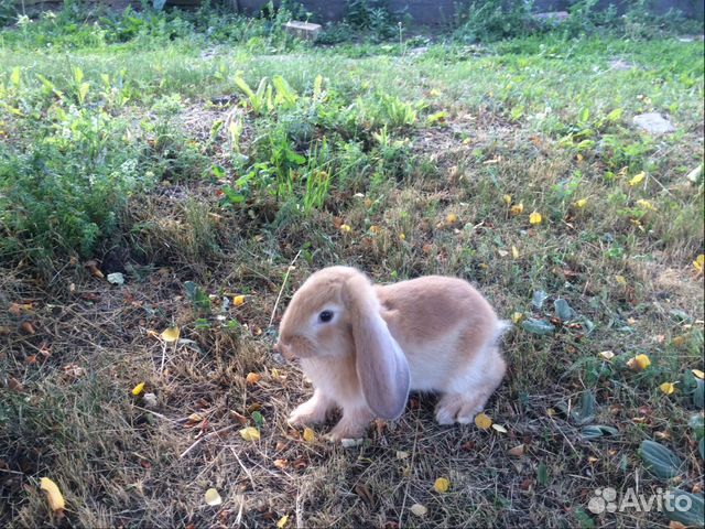 Продам кроликов