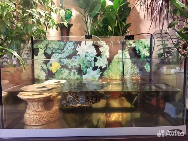 Аквариум - террариум с черепахой
