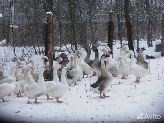 Гусята племенные