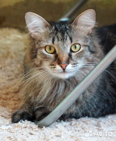 Молодая кошечка Лана