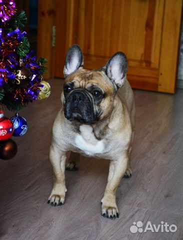 Мальчик француз