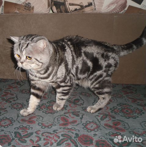 Шотландский страйт