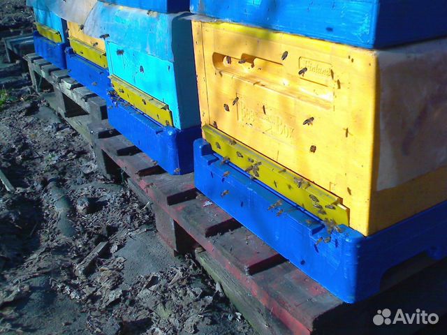 Пчёлы. Пакеты, зимовалые семьи