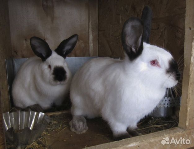 Калифорнийцы