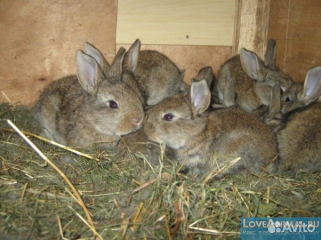Крольчата, мясо