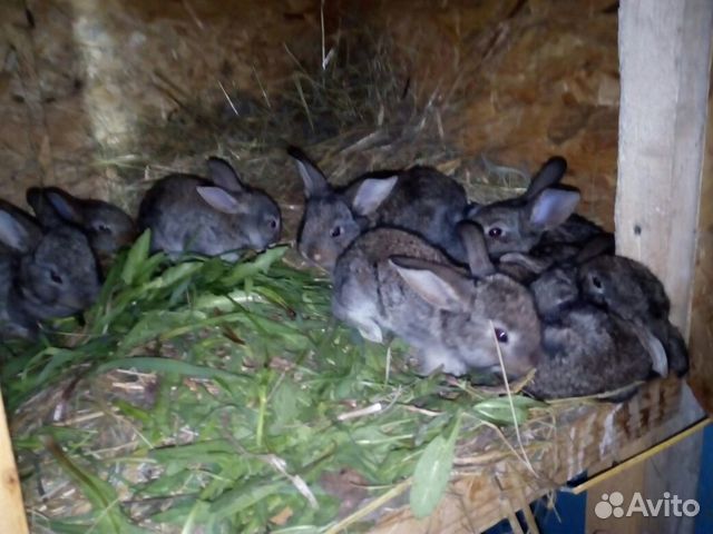 Крольчата на откорм
