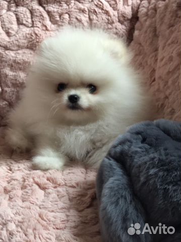 Мини шпицики