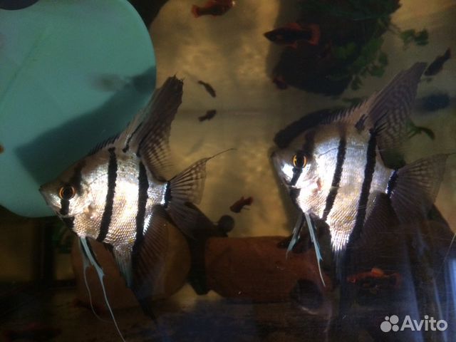 Продаются аквариумные рыбы