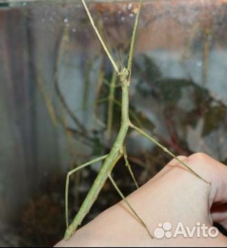 Палочники аннамские