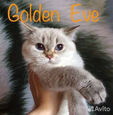 Котенок Golden Eve