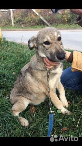 Самые классные щеночки- лапоньки