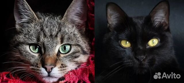 Европейские кошечки