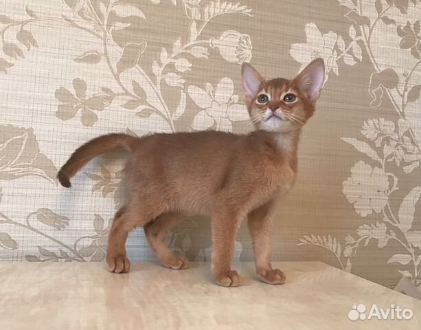 Кошечка Морковка