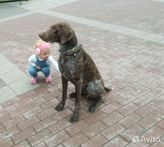 Курцхаару нужна сука