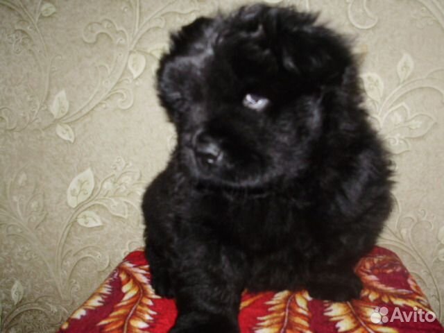 Чау-чау два мальчика черных