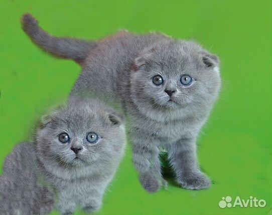 Марсель и Марсельеза