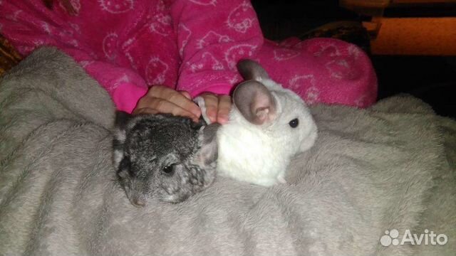 Очаровательные пушистики Шиншиллы (Chinchilla)