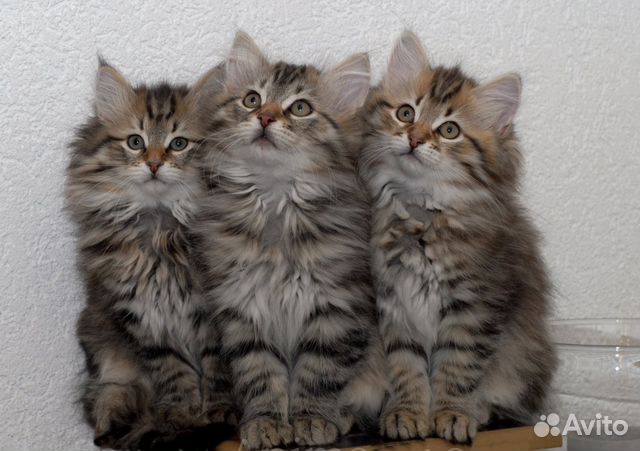 Котятки настоящей сибирской породы