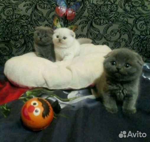 Вислоушки- лапушки