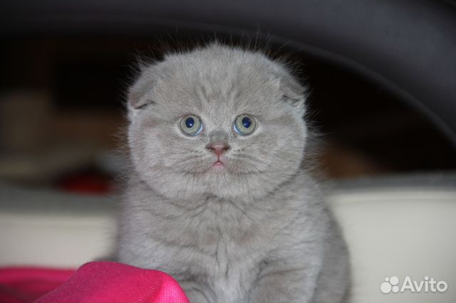 Кошечка лиловая вислоухая