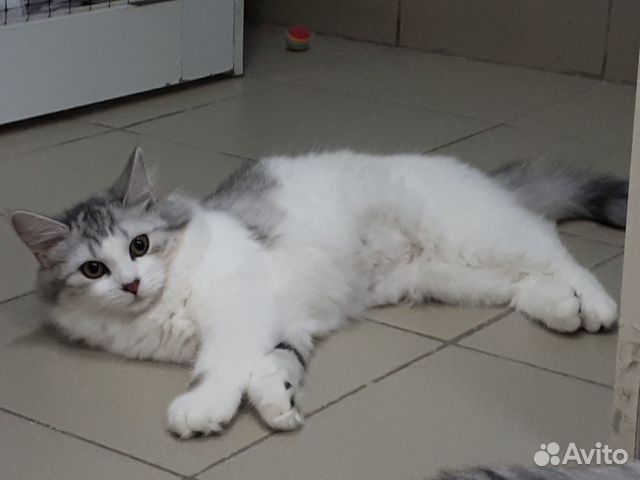 Кошечка красотка Лола ищет своего человека