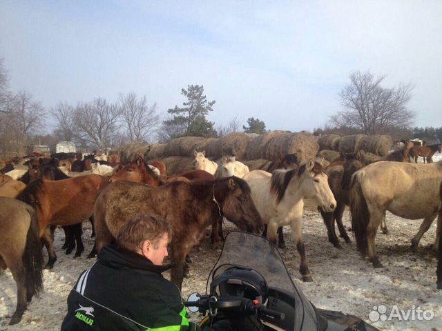 Башкирские лошади