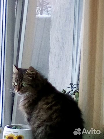 Кошечка ищет дом