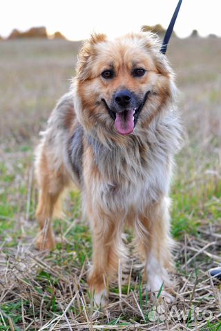 Красавица ищет себе дом