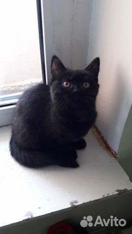 Котенок Скотиш Страйт